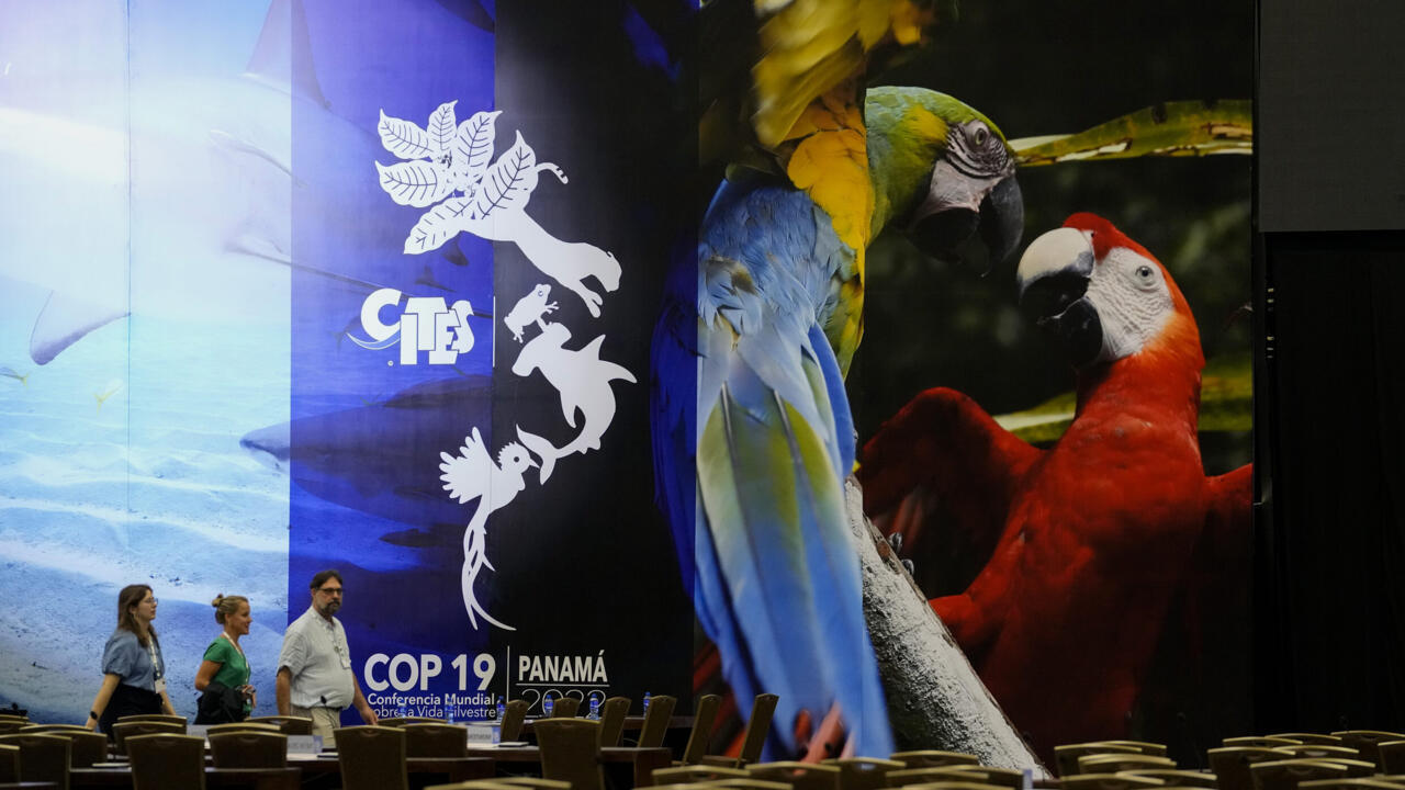 Panama : conférence sur les espèces menacées - Français Facile - RFI
