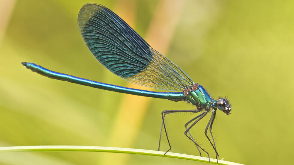 Les insectes disparaissent