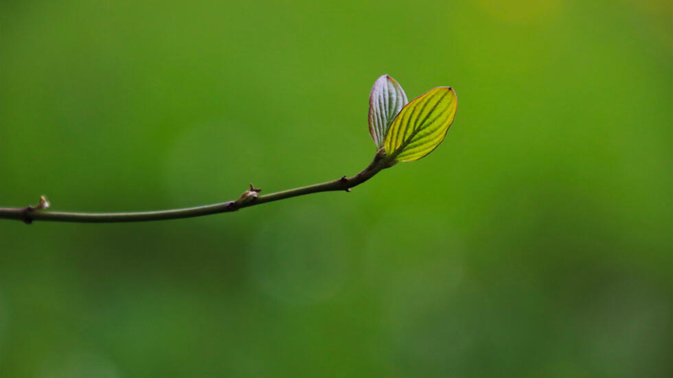 Le bruit des plantes