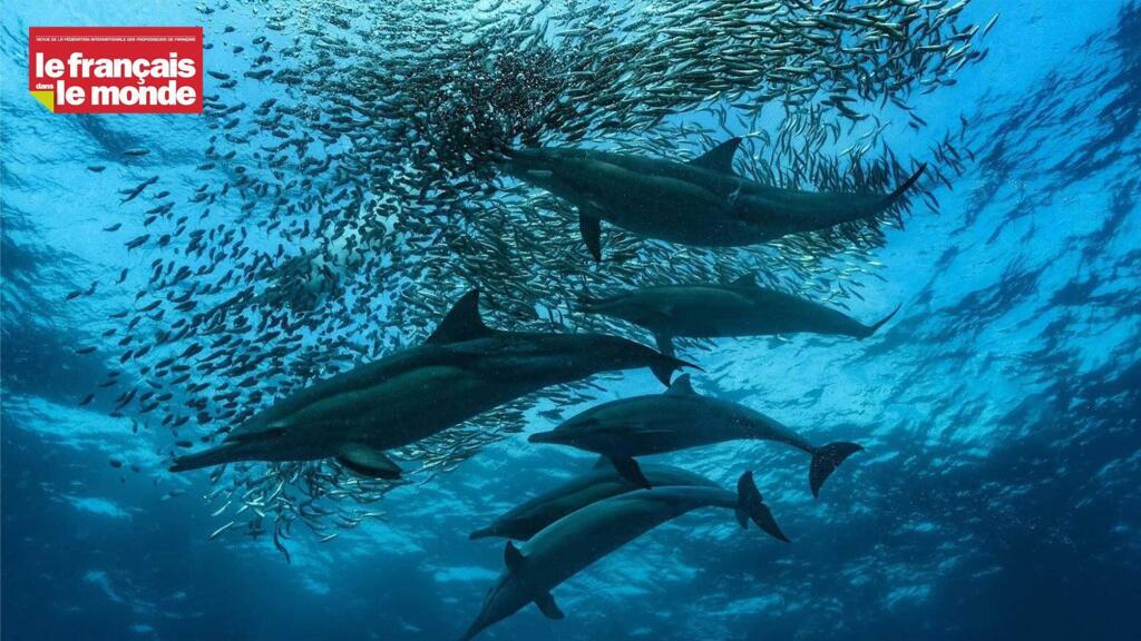 Sardine run : la plus grande migration animale - Français Facile - RFI