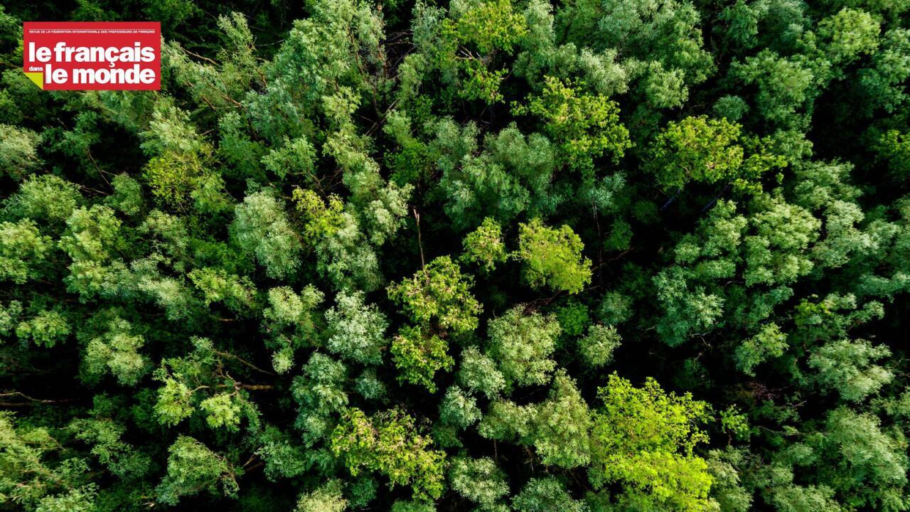 EcoTree: s’engager pour la forêt - Français Facile - RFI