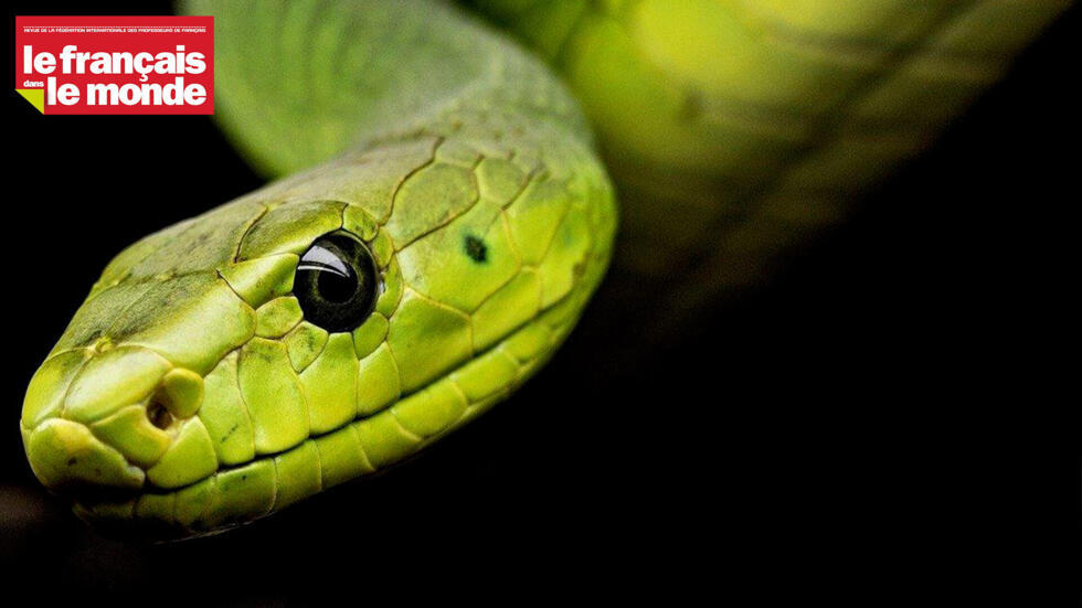 Un serpent à la maison?