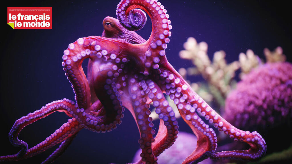 Le poulpe: un animal étonnant - Français Facile - RFI